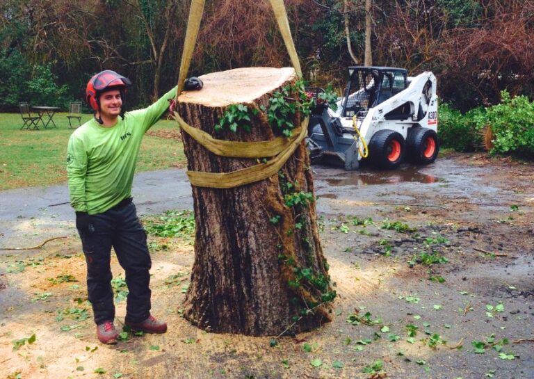 Raleigh Tree Removal Near You In North Carolina - Raleigh Tree Trimming ...