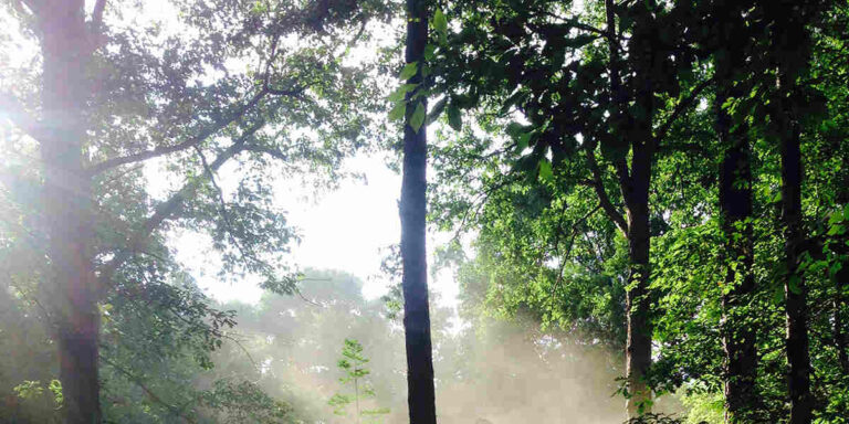 Do Mature Trees Need Watering in Wake Forest, NC? | Raleigh Tree ...