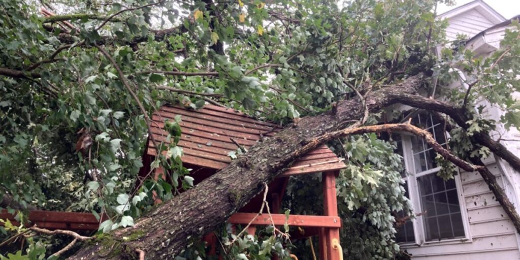 How Far Can a Tree Lean Before It Falls? | Raleigh Tree Service ...
