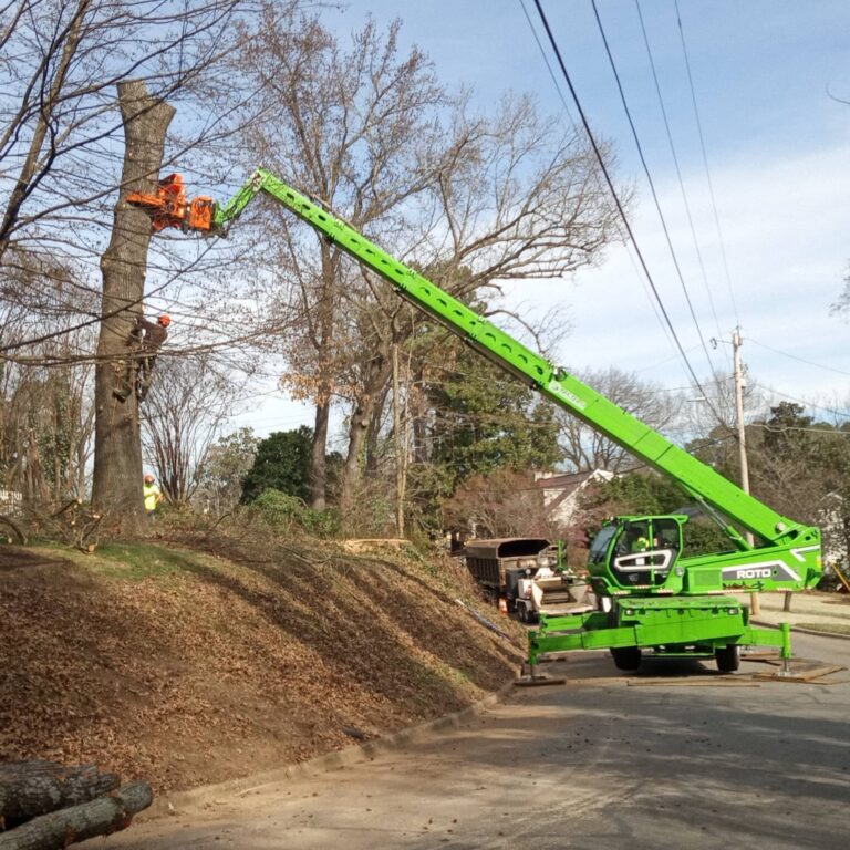 Raleigh Tree Removal Near You In North Carolina - Raleigh Tree Trimming ...