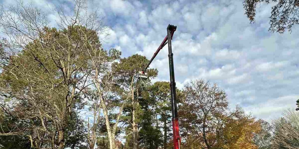 Will Cutting Limbs Off a Tree Kill It? What Raleigh Residents Should Know
